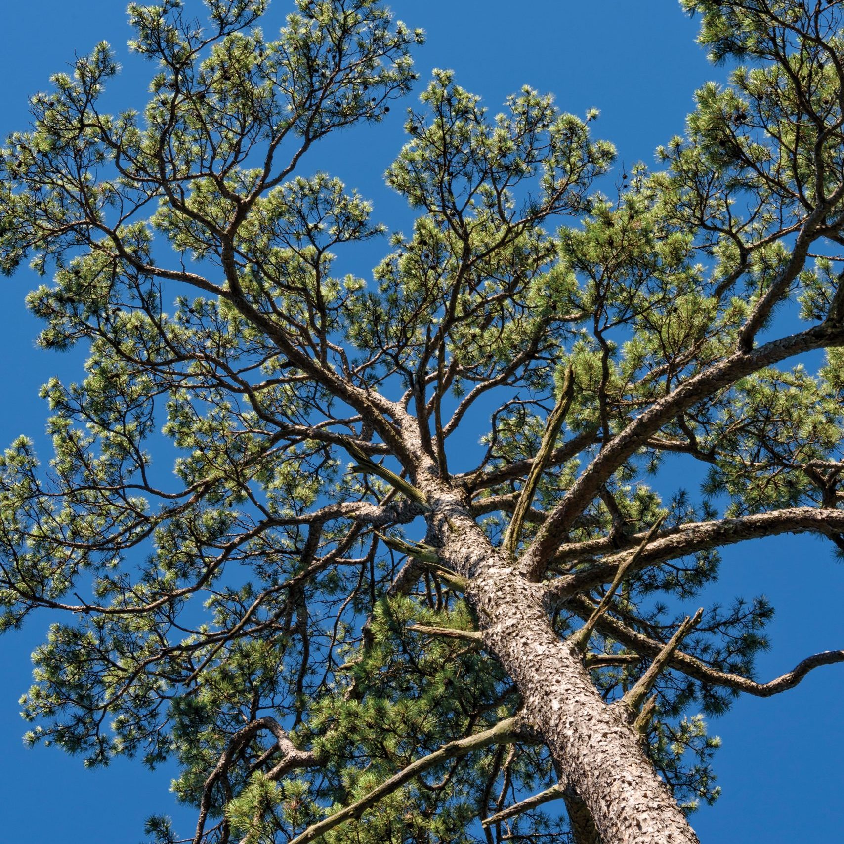 Bough wow! The longest-standing trees at UNCG - UNCG Magazine